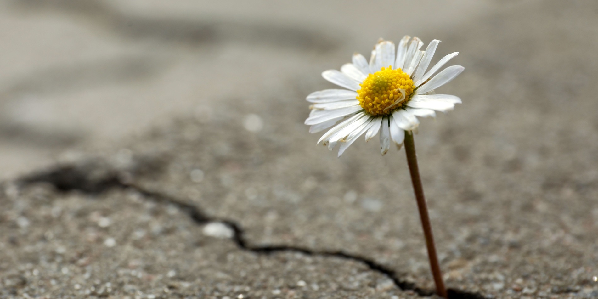 La résilience : s'adapter et s'outiller pour mieux rebondir | Lära LMS